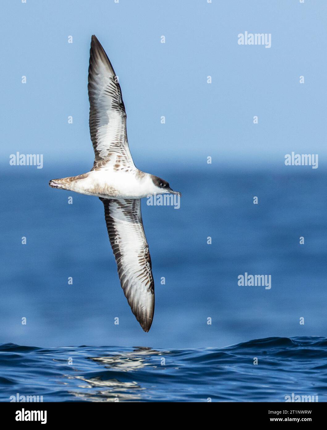 Great Shearwater (Ardenna gravis) off the Isles of Scillies, Corwall ...