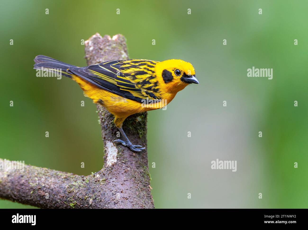 Golden Tanager (Tangara arthus goodsoni) at Milpe in subtropical ...