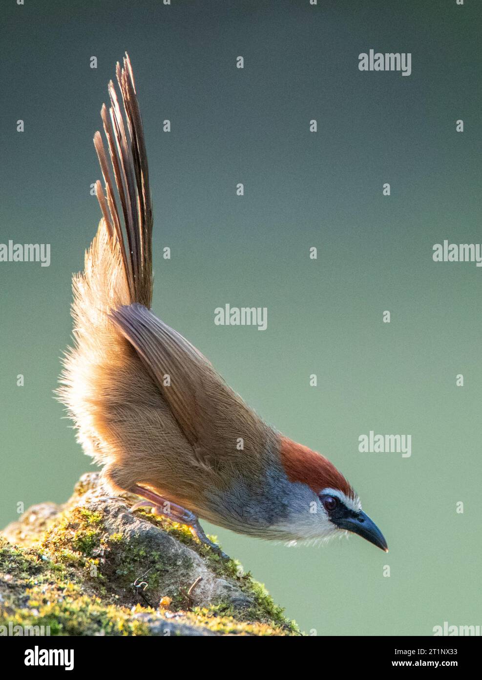 Chestnut-capped Babbler (Timalia pileata) perched in river habitat in ...