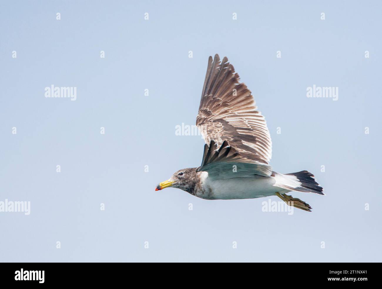 Immature Belcher's Gull (Larus belcheri), also known as the band-tailed ...
