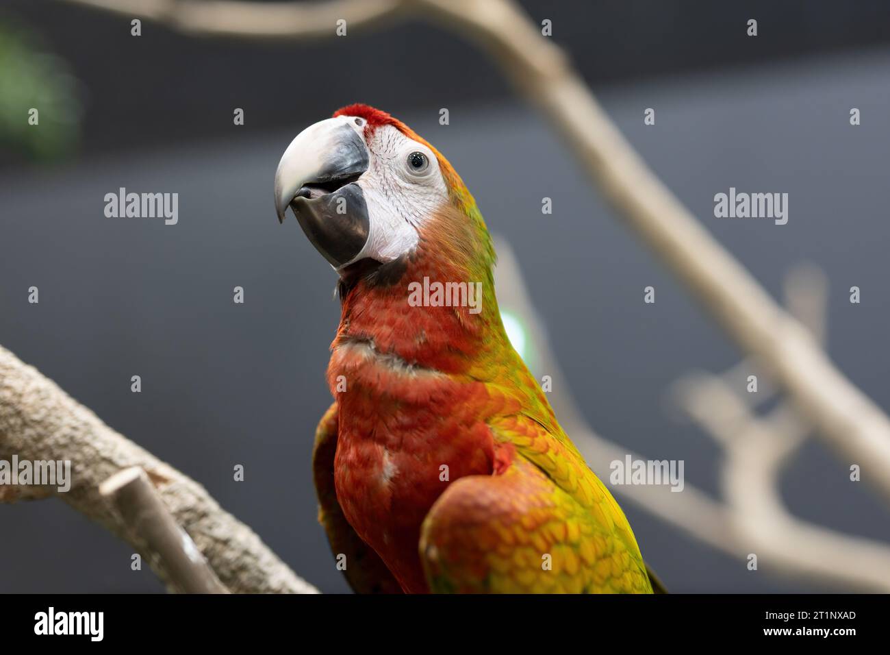 A close-up of Scarlet Macaw is smiling. The Scarlet Macaw is happy ...