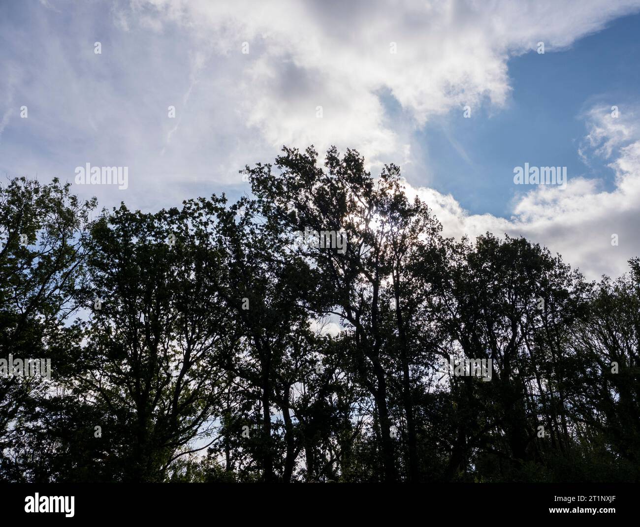 Storm Clouds above Trees, New Forest National Park, Hampshire, England ...