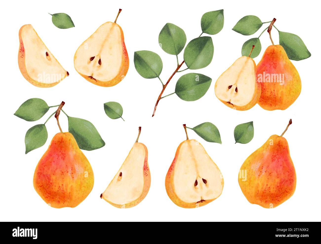 Collection of yellow pears. Whole, halves and pieces of pear with green ...