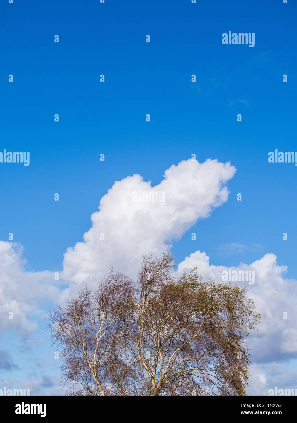 Tree and Clouds Study, Clouds Mirroring Tree, Spinning, New Forest, Brockenhurst, Hampshire ...