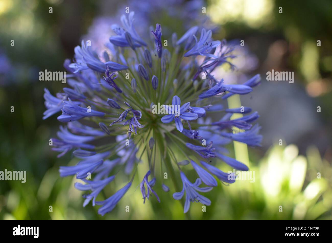 Floral burst hi-res stock photography and images - Alamy
