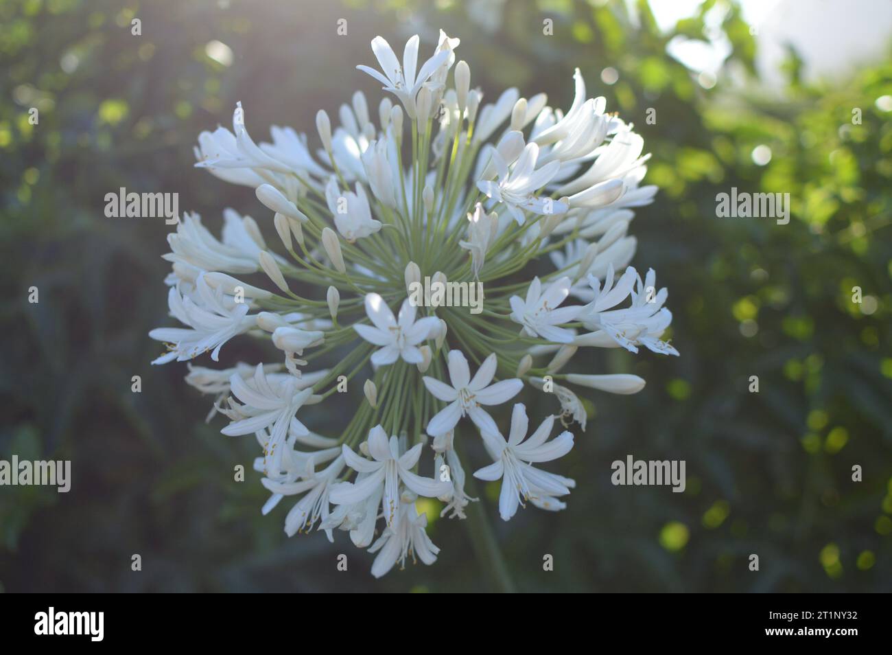 Floral burst hi-res stock photography and images - Alamy