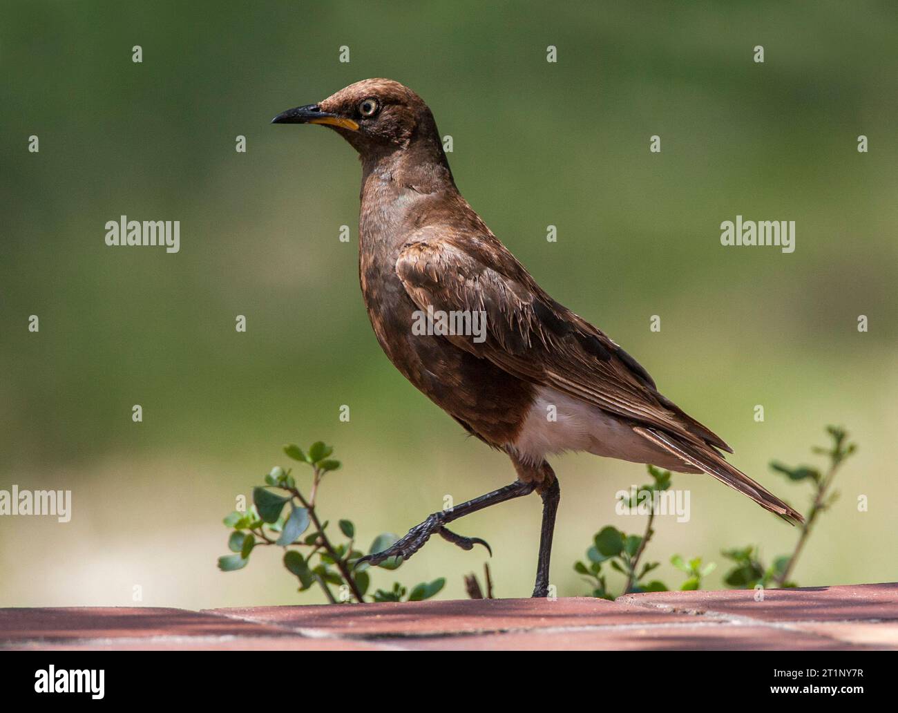 African Pied Starling (Lamprotornis bicolor) in South Africa. Walking ...