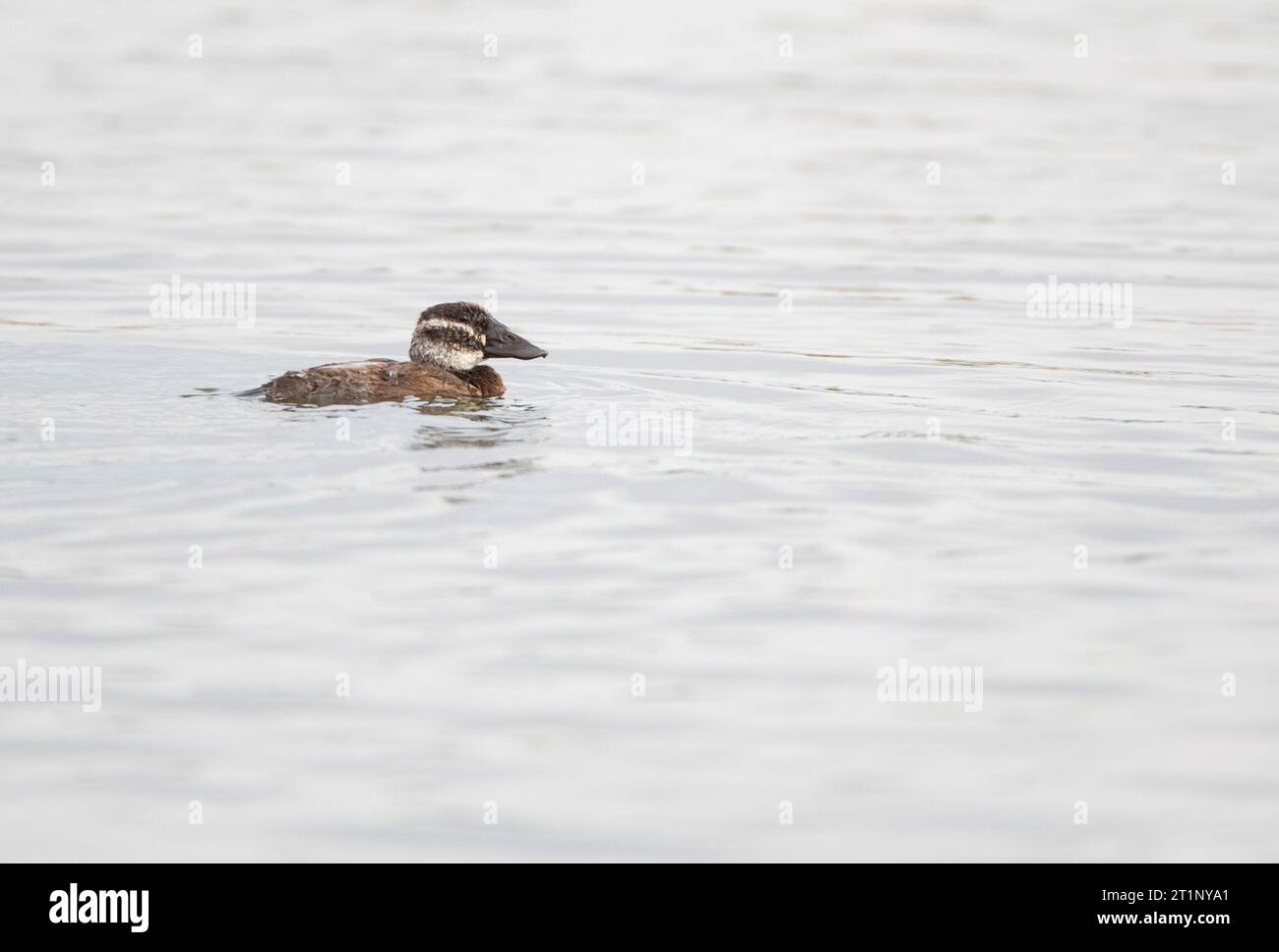 White-headed Duck (Oxyura leucocephala) in Laguna de Navaseca, Daimiel ...