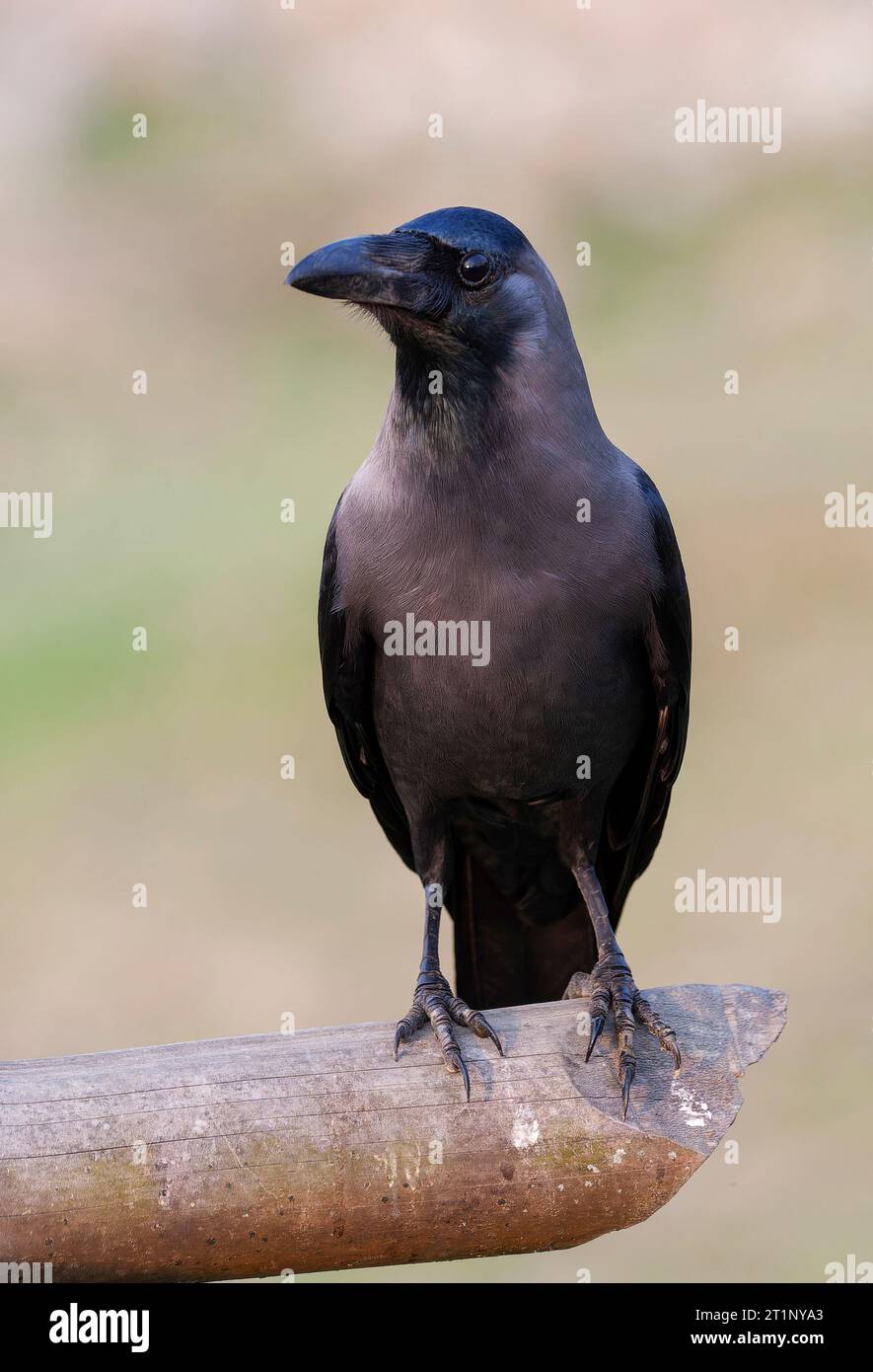 House Crow (Corvus splendens splendens) around human settlements Stock ...