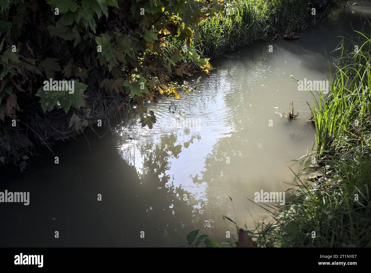 Trench with water next to a tree and its reflection casted in it Stock ...