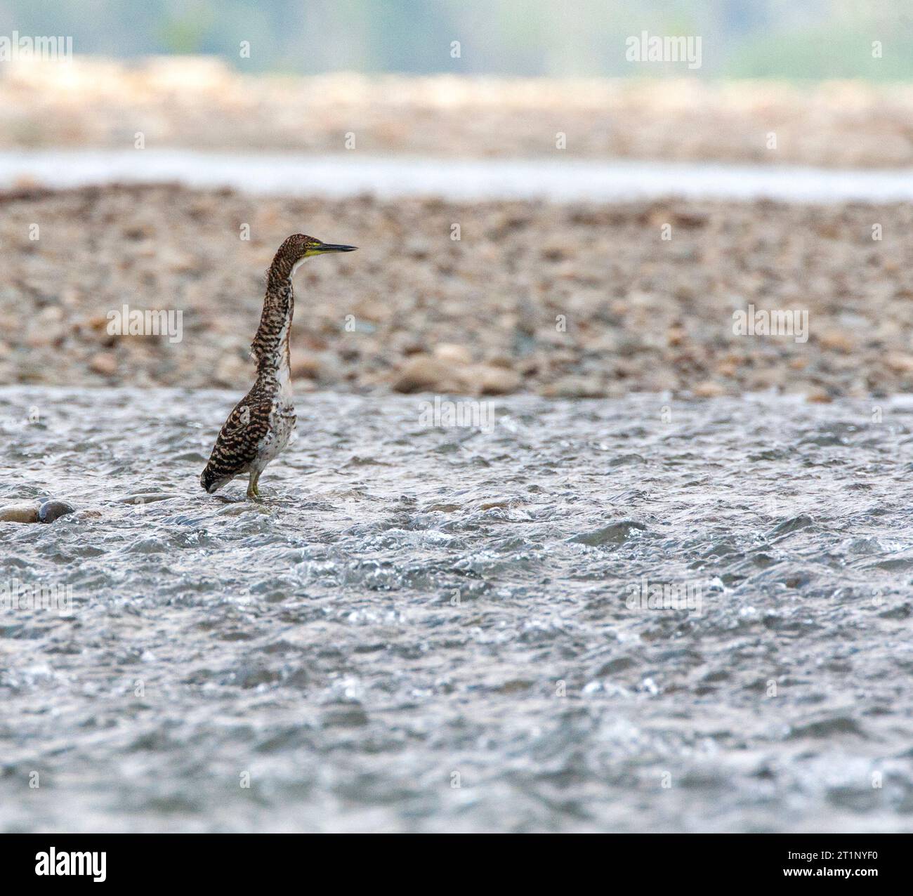 Fasciated tiger heron (Tigrisoma fasciatum) standing at rapids in the ...