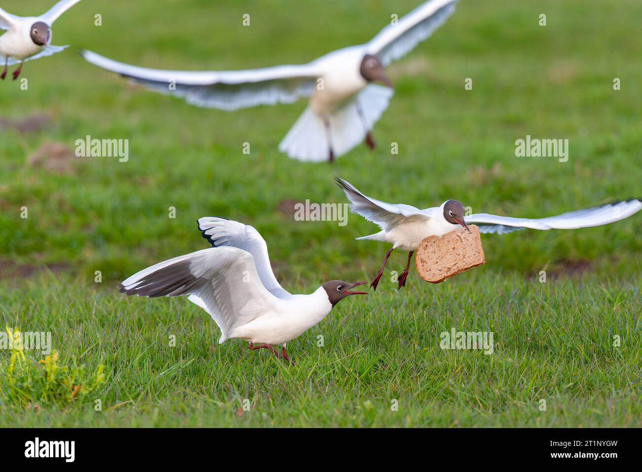 Common Black-headed Gull (Chroicocephalus ridibundus) in the ...