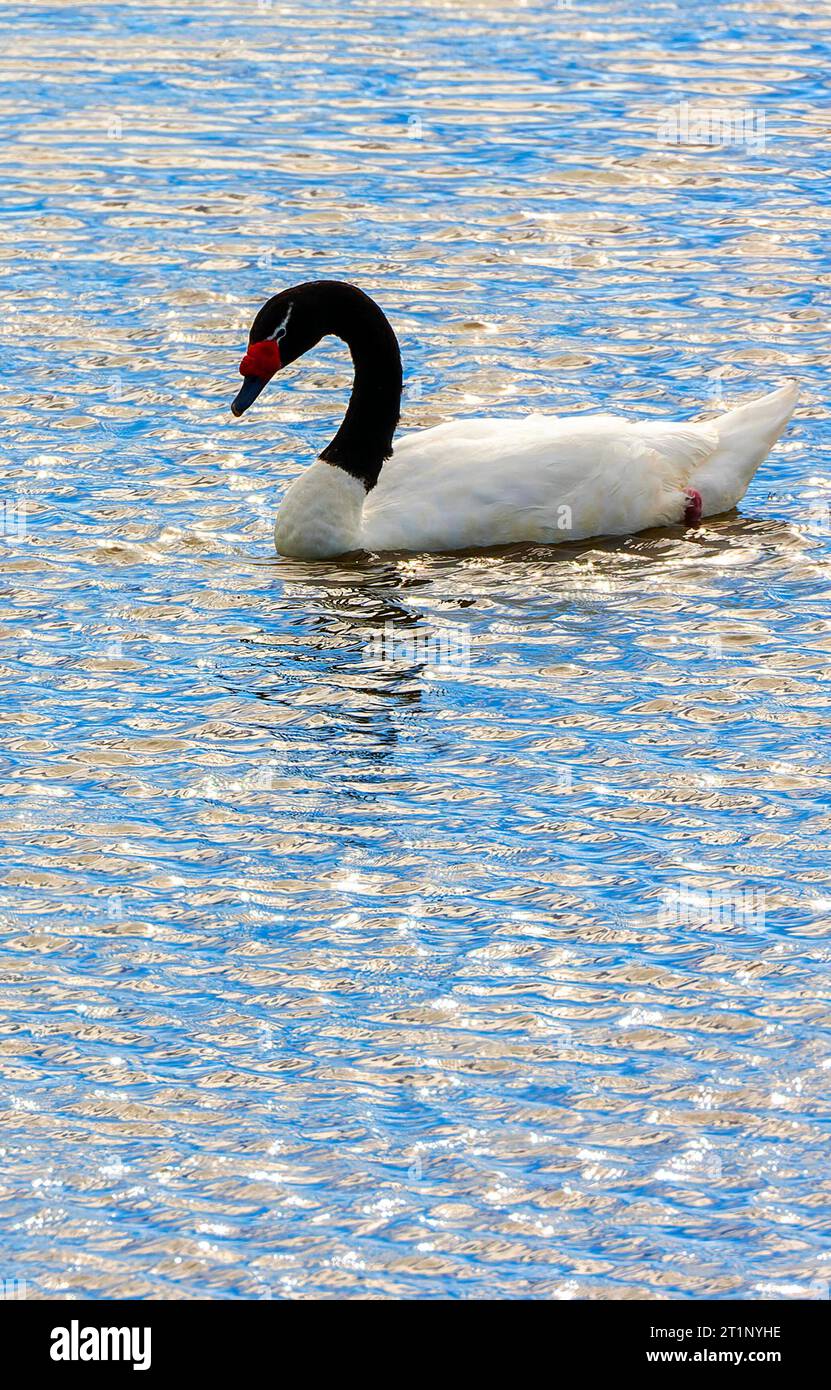 Black-necked Swan (Cygnus melancoryphus) swimming in a lake in southern ...