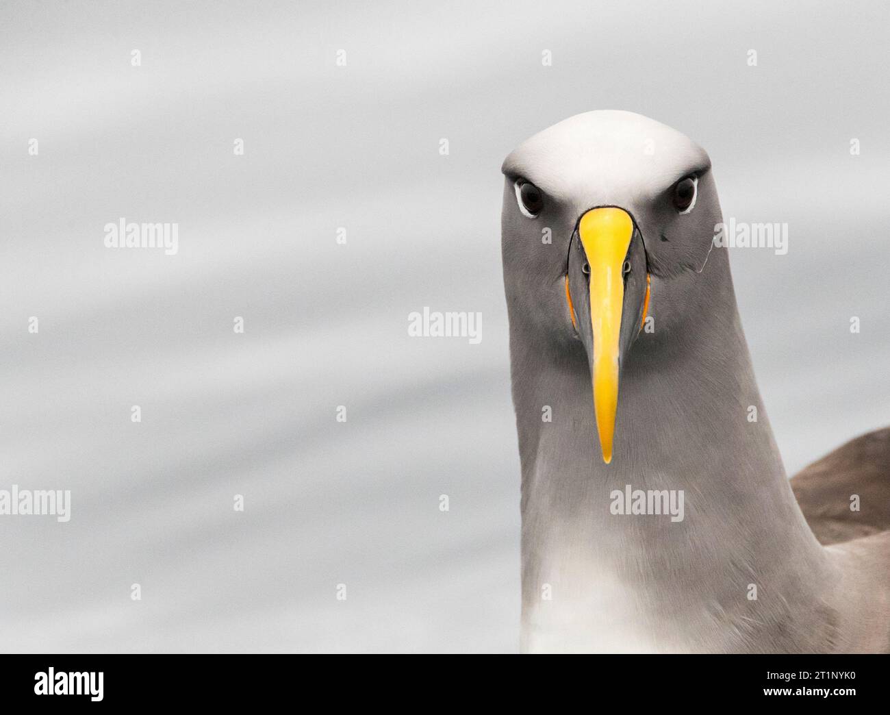 Adult Northern Buller's Albatross (Thalassarche bulleri platei ...