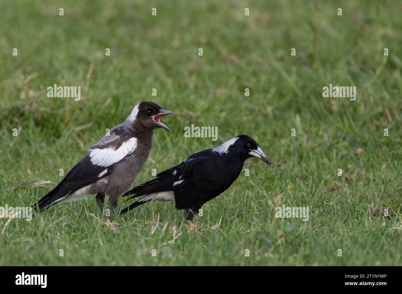 Australian magpie (Gymnorhina tibicen) in New Zealand. Adult with its ...
