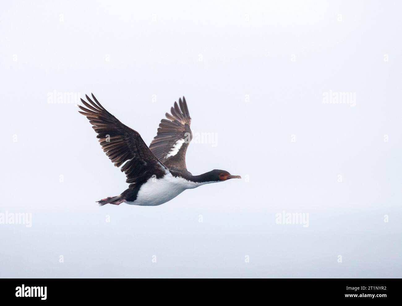 Adult Bounty Shag (Leucocarbo ranfurlyi), also known as the Bounty ...