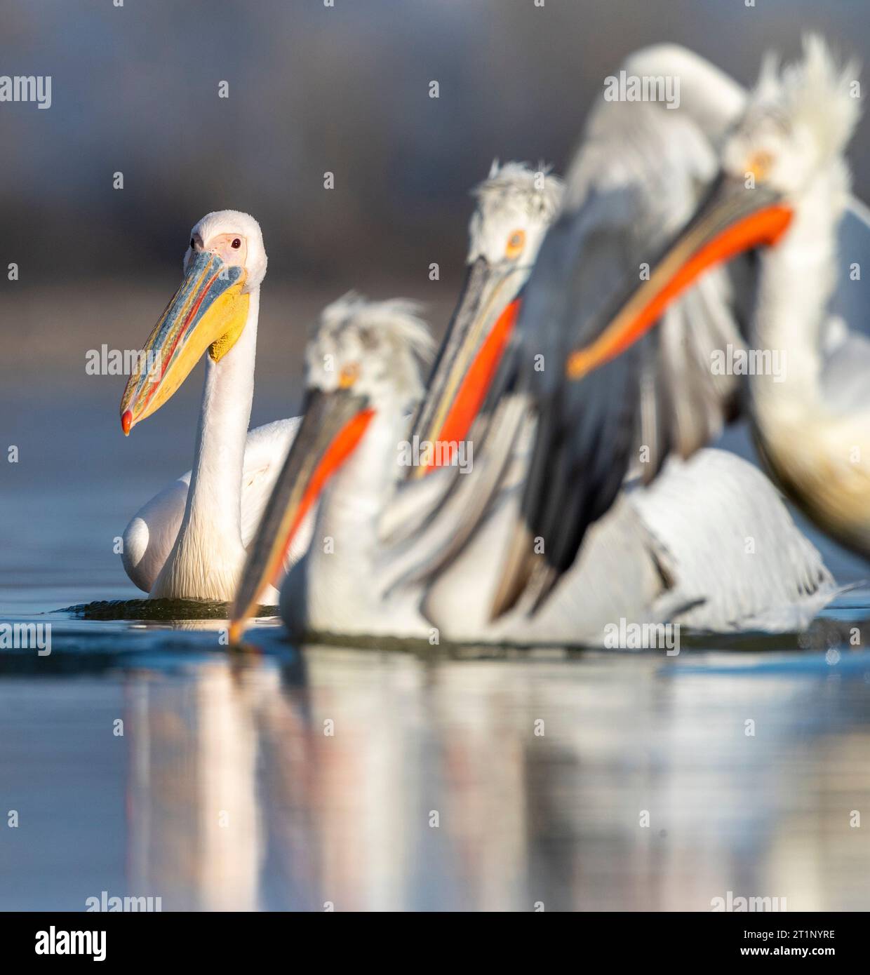 Wintering adult Great White Pelican (Pelecanus onocrotalus) during late ...