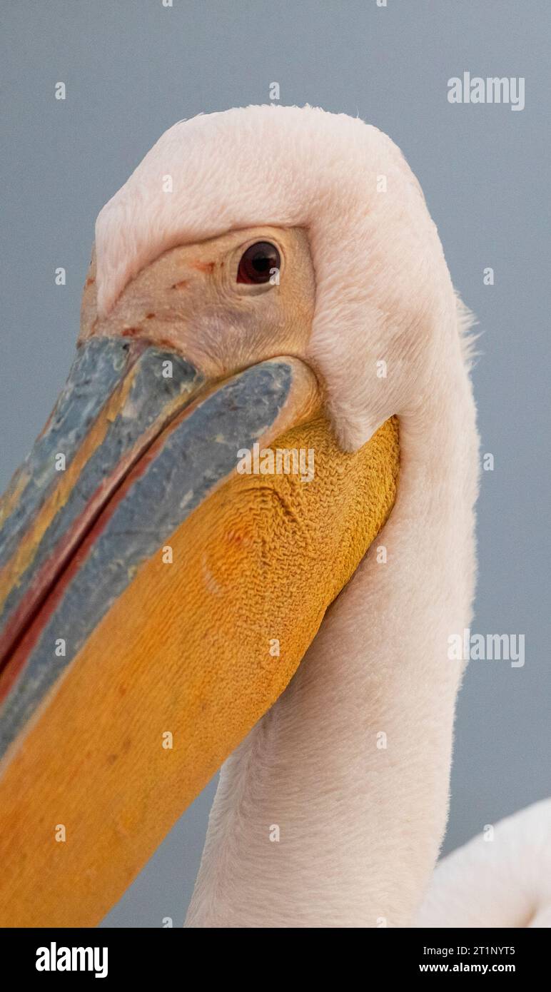 Wintering Great White Pelican (Pelecanus onocrotalus) during late ...