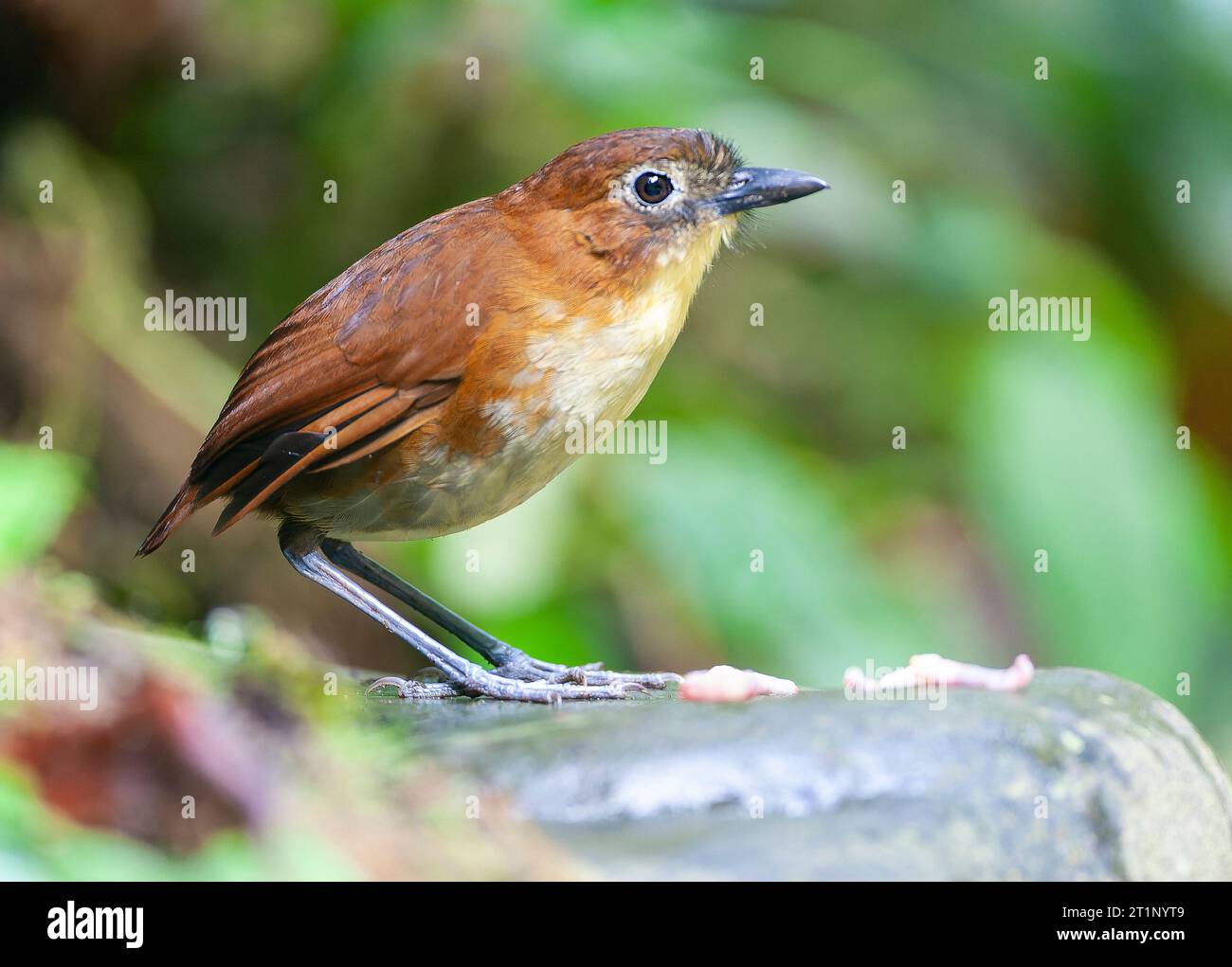 Yellow-breasted Antpitta (Grallaria flavotincta) at Refugio Paz de las ...