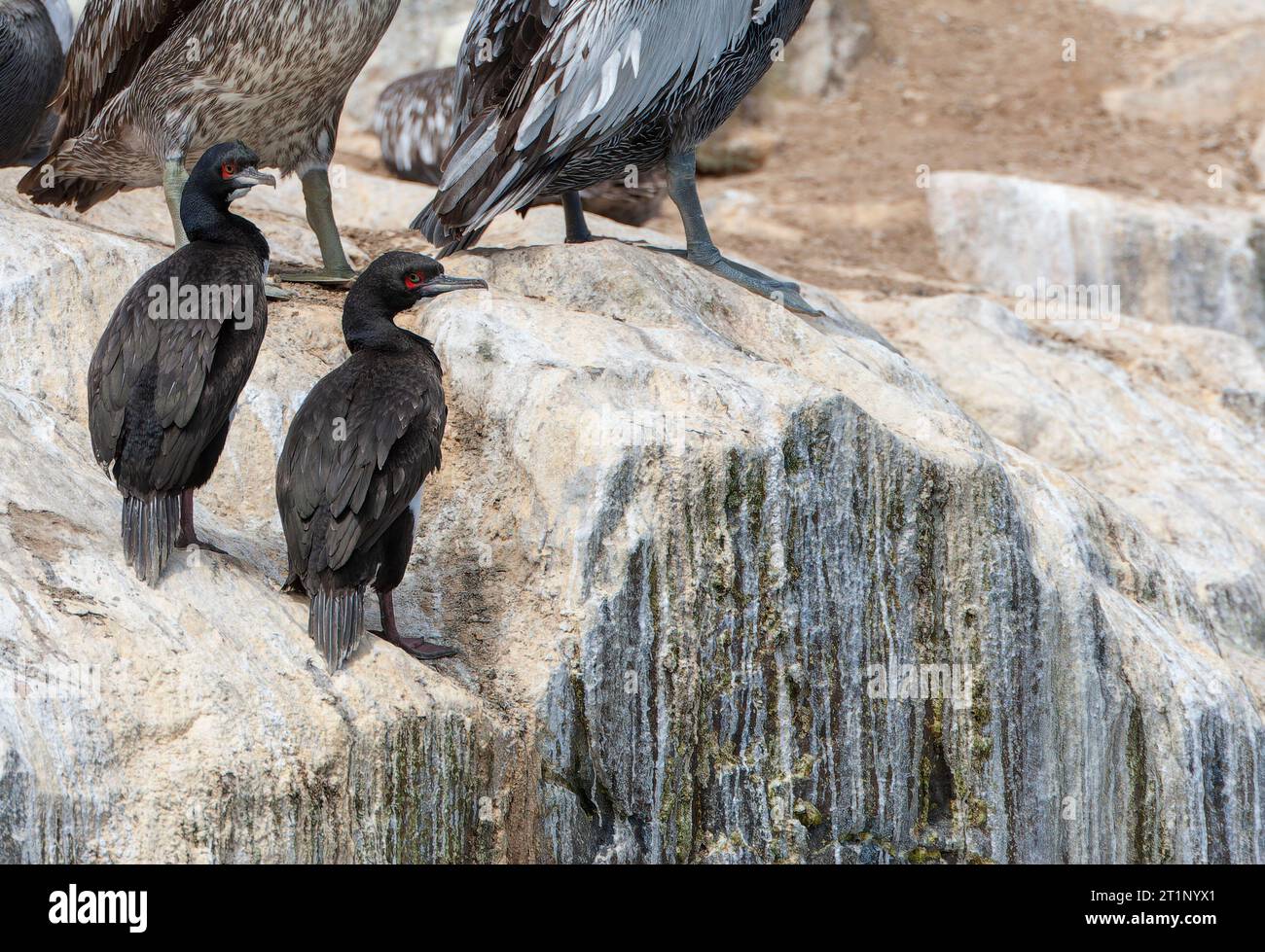 Guanay cormorant (Leucocarbo bougainvilliorum) off the coast of Lima, Peru. Also known as Guanay ...