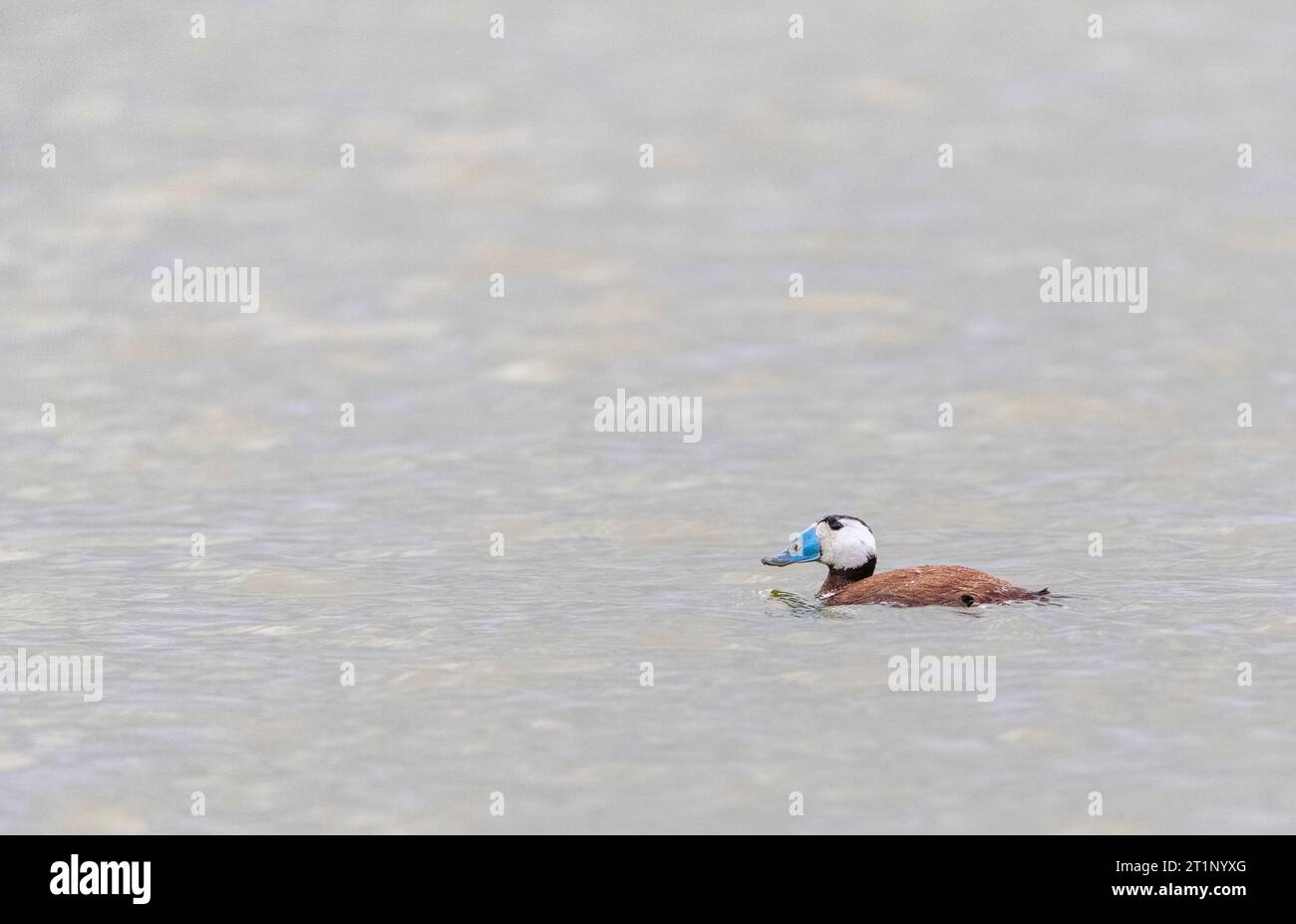 Male White-headed Duck (Oxyura leucocephala) in Laguna de Navaseca ...