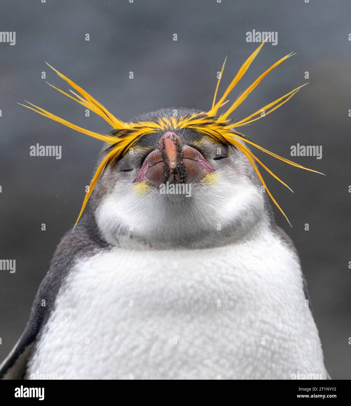 Dreaming Royal Penguin (Eudyptes schlegeli) on Macquarie islands ...