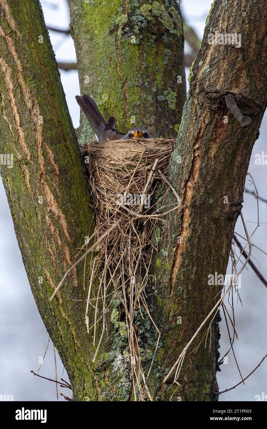 Breeding Fieldfare (Turdus pilaris) in the Netherlands. Bird sitting on ...