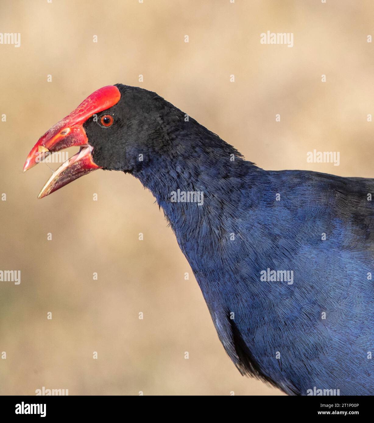 Australasian swamphen (Porphyrio melanotus), also known als Pukeko ...