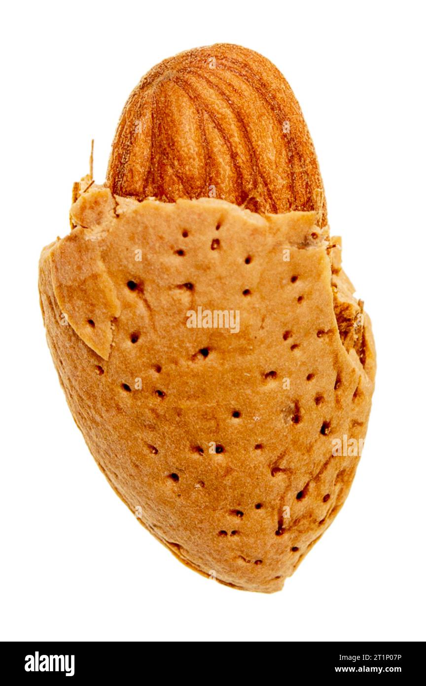 Almond nut isolated on white background Stock Photo - Alamy