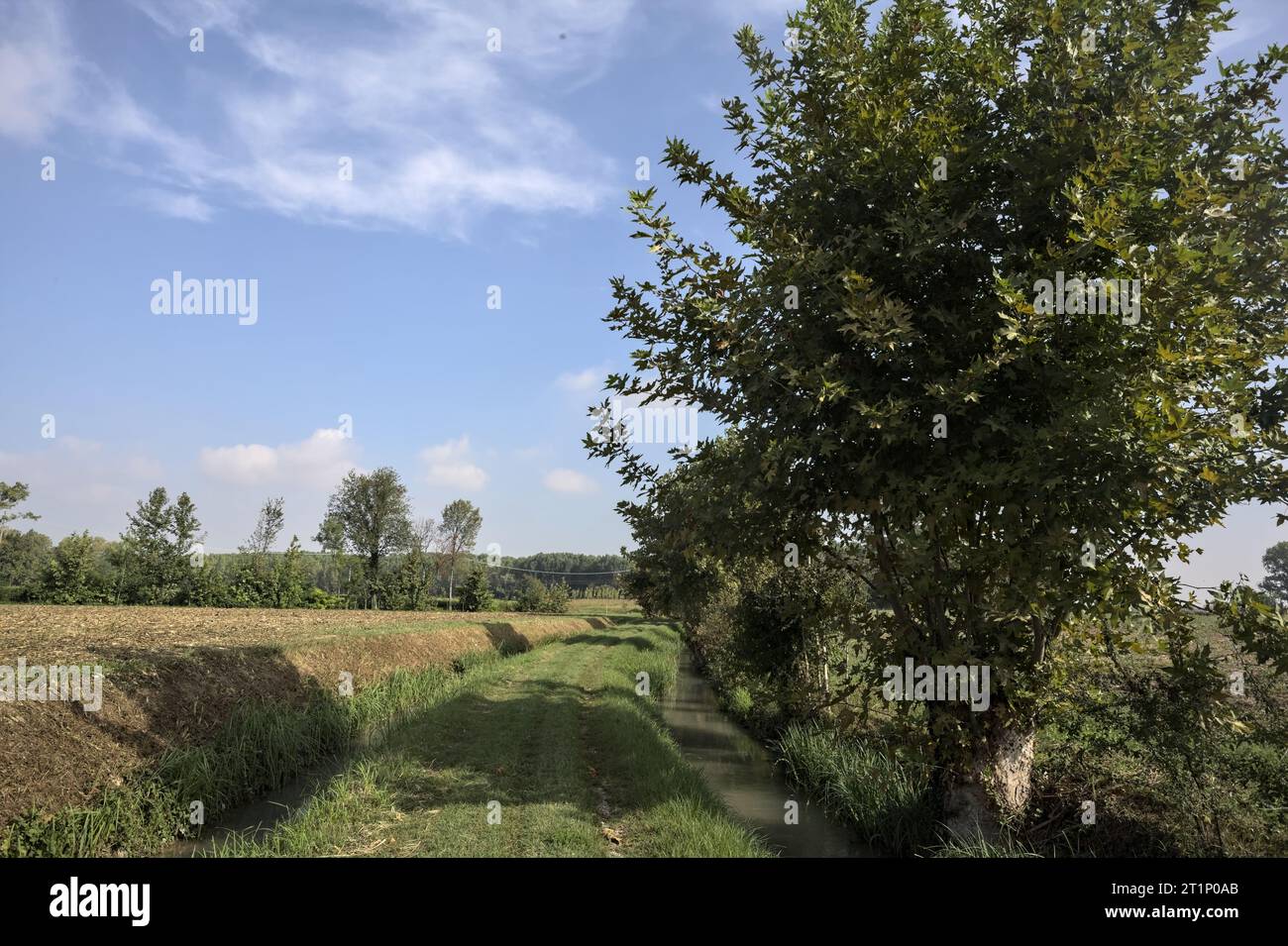 Path between trenches with water and a row of trees next to fields in ...