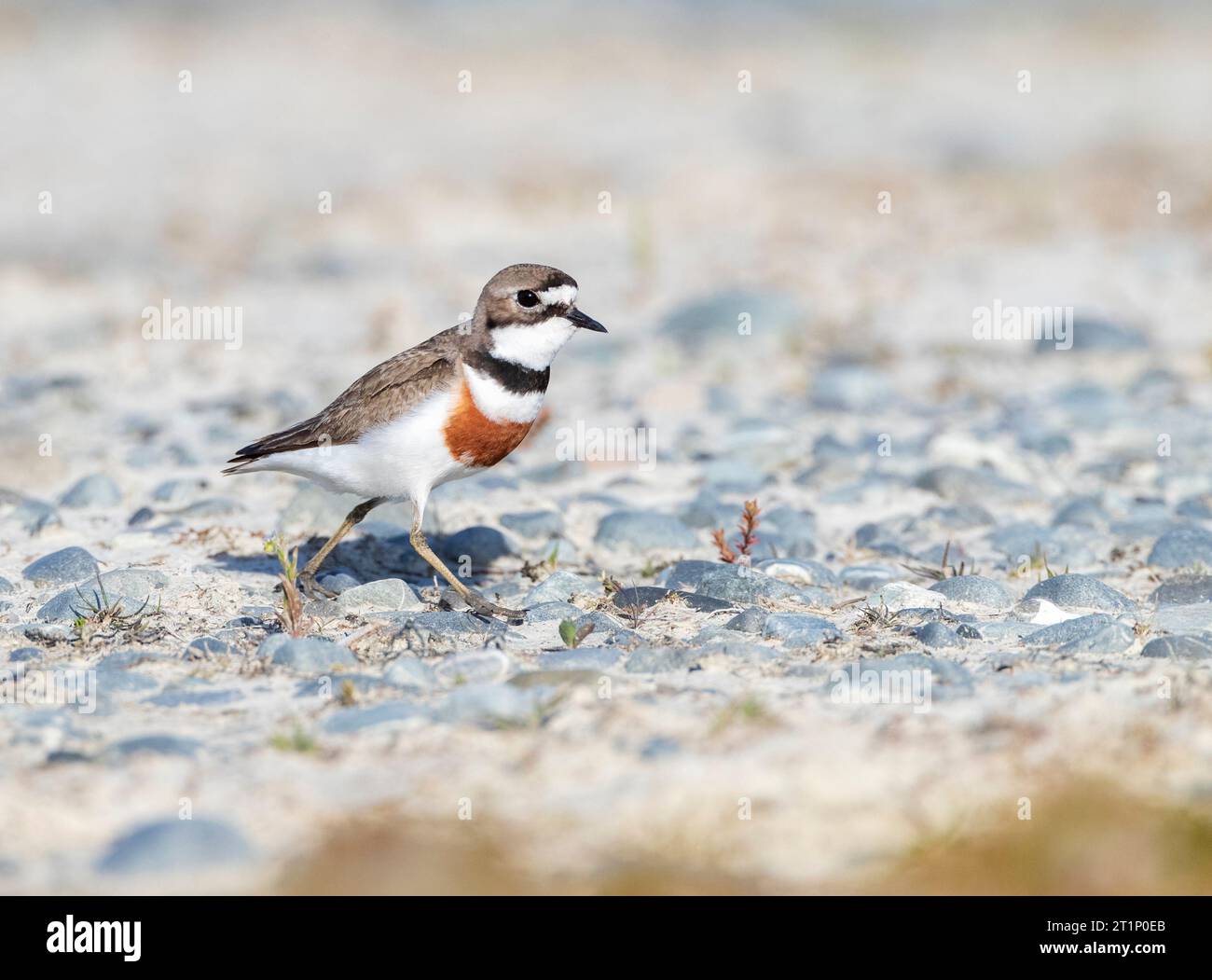 Double-banded plover (Charadrius bicinctus bicinctus) in New Zealand ...