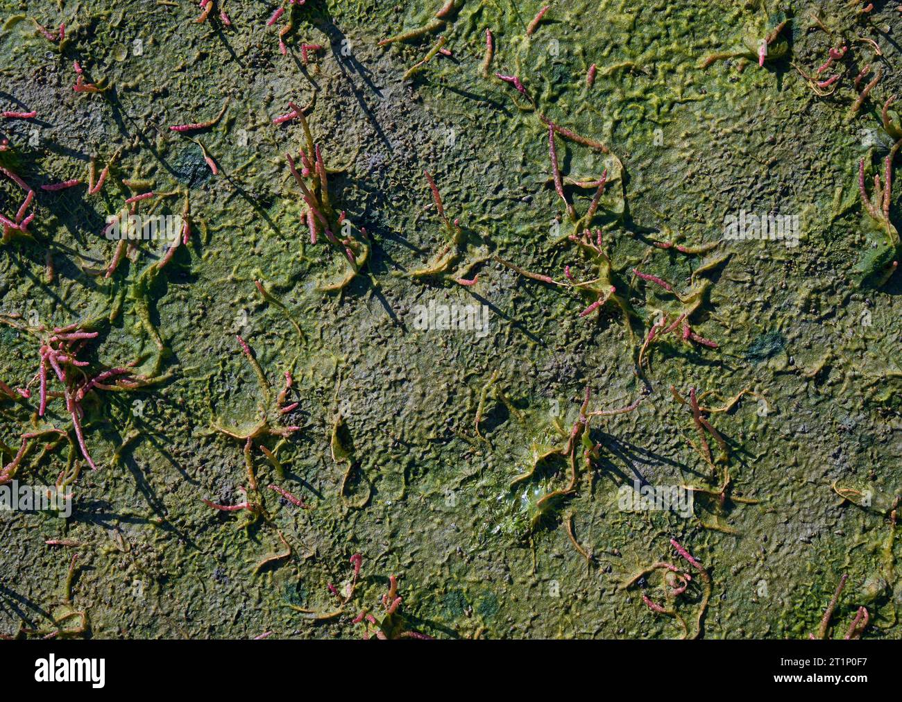 Algae mudflats hi-res stock photography and images - Alamy