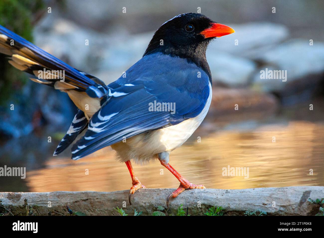 Red-billed Blue Magpie (Urocissa erythroryncha) in Himalaya forest ...