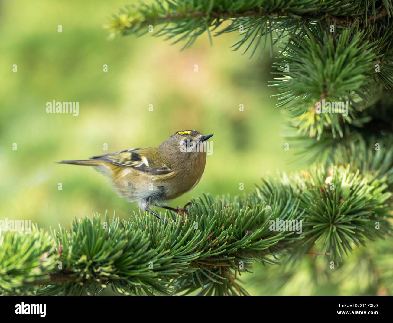 Goldcrest (Regulus regulus) during autumn migration in lone pine tree ...