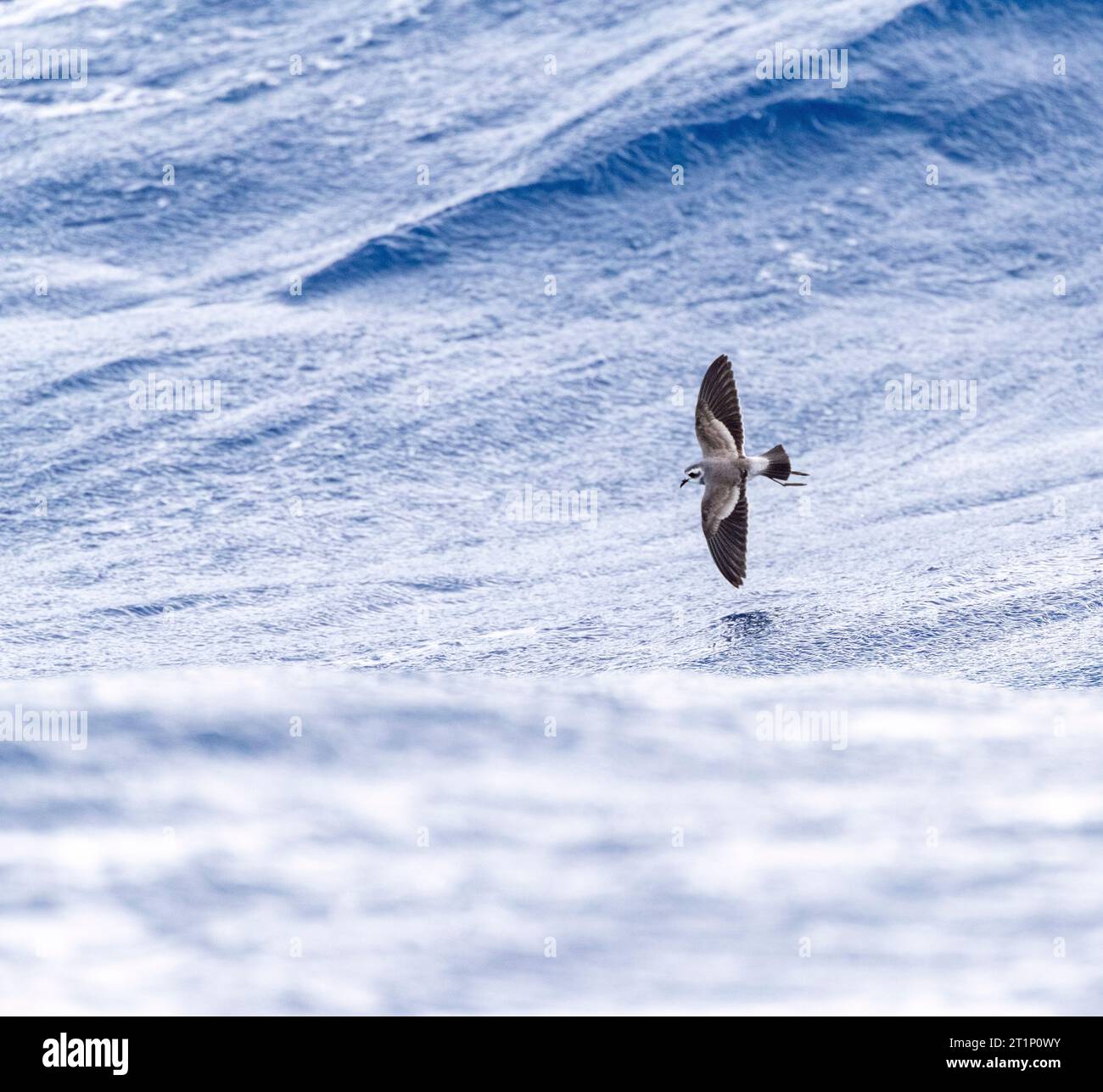 White-faced Storm-Petrel (Pelagodroma marina) flying low over the ...