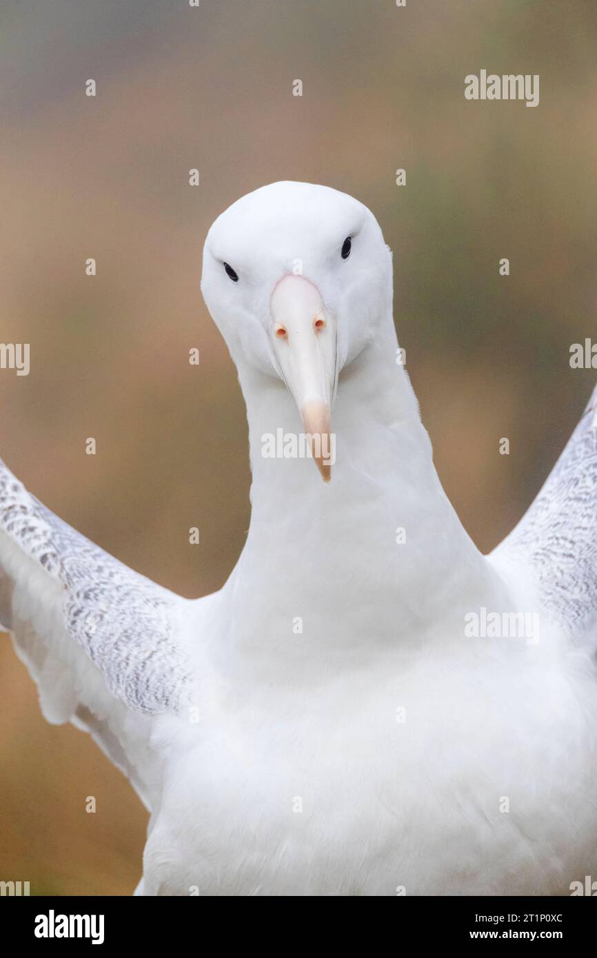 Portrait of an adult Southern Royal Albatross (Diomedea epomophora) on ...