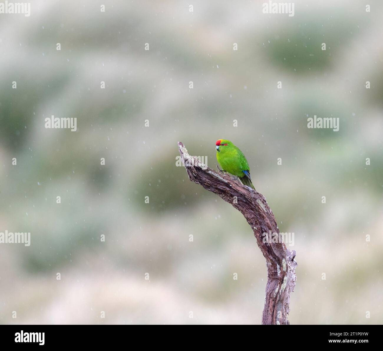 Auckland Islands Red-crowned Parakeet (Cyanoramphus novaezelandiae ...