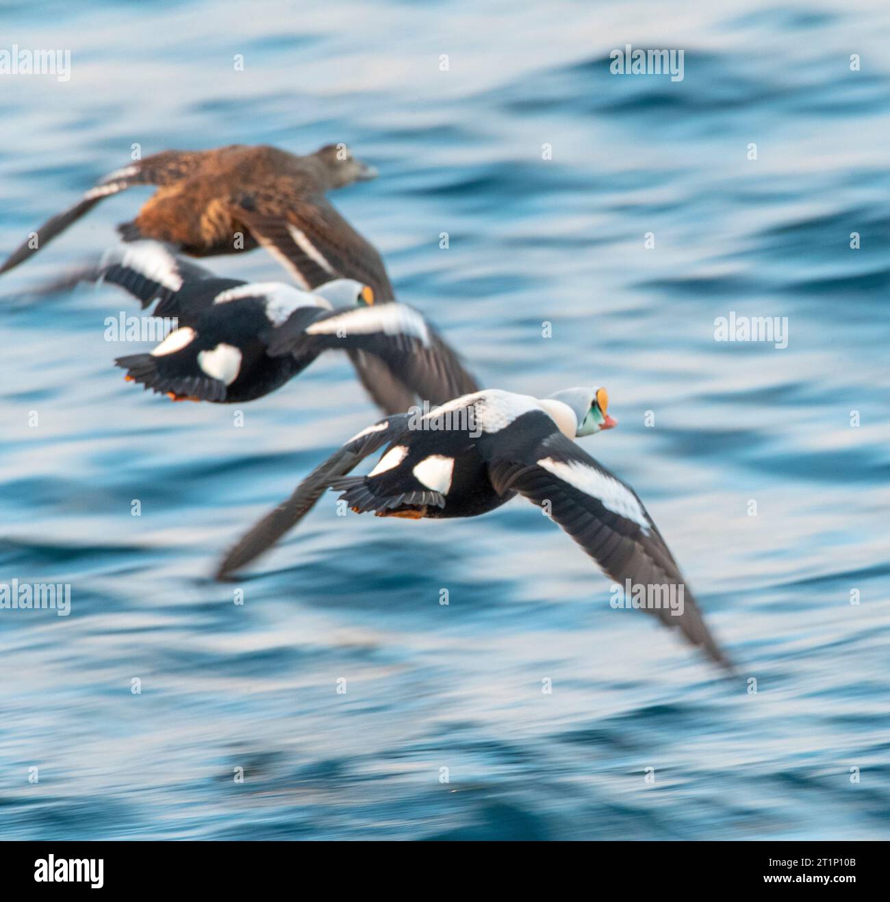 King eider flight hi-res stock photography and images - Alamy