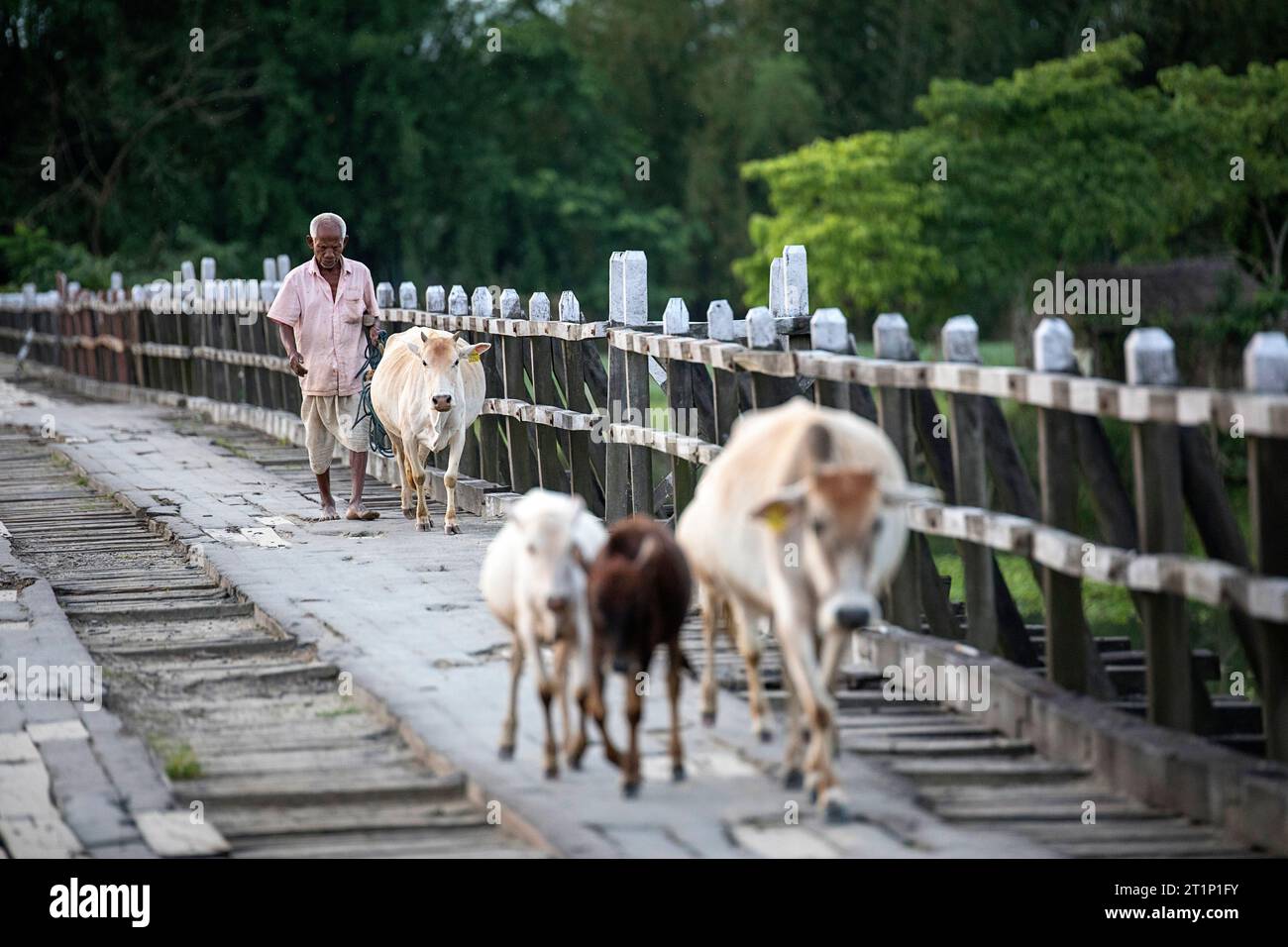 Man and cows walking on wooden bridge near Majuli island, Assam, India ...