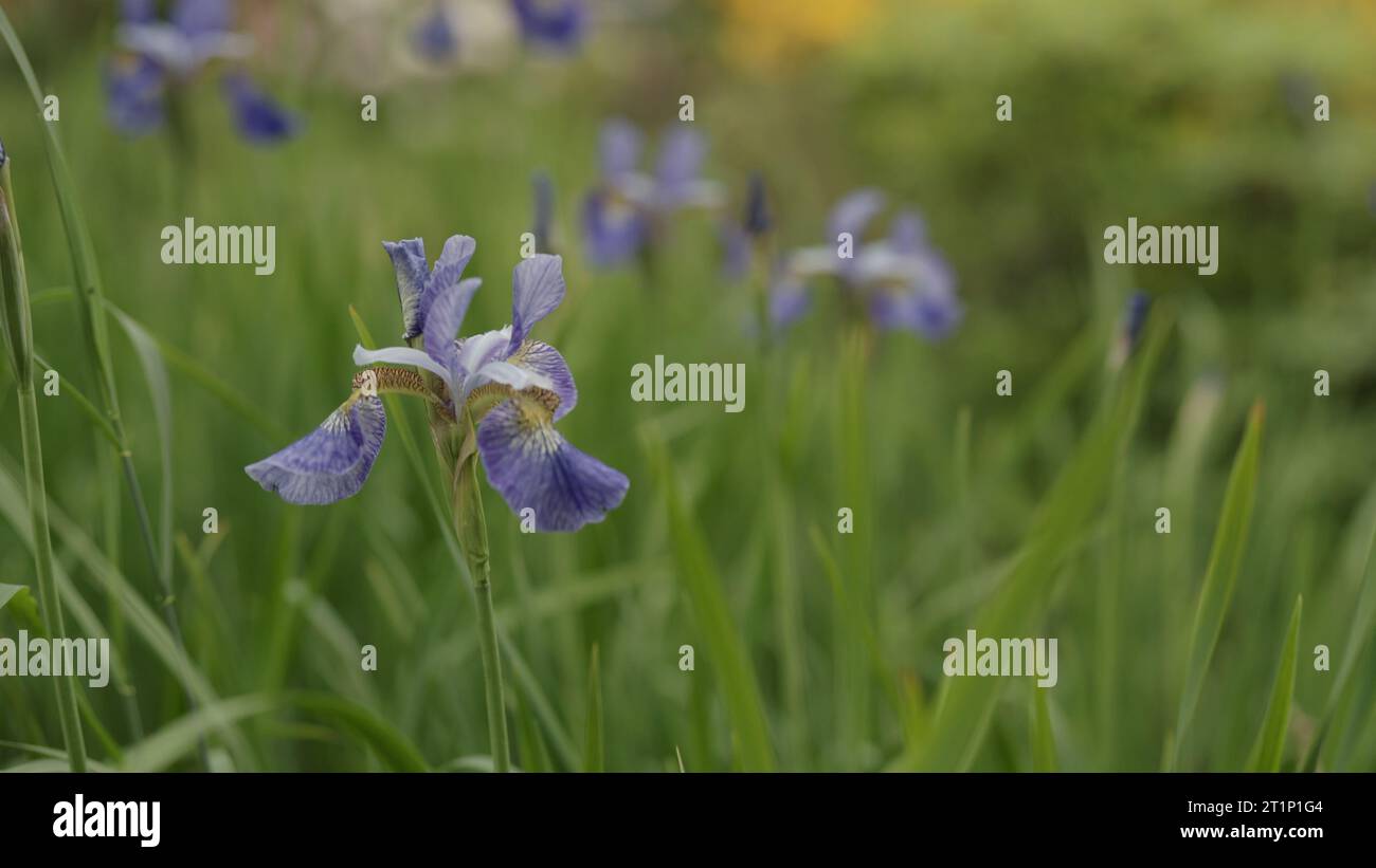 violet iris flowers in a garden closeup, wide photo Stock Photo - Alamy