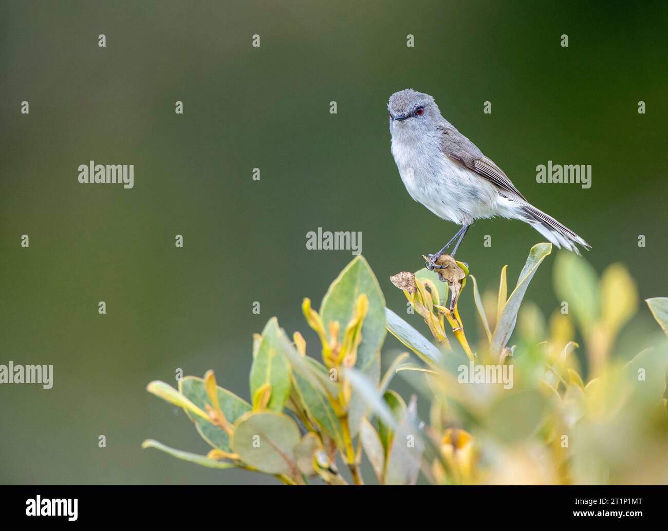 Igata gerygone hi-res stock photography and images - Alamy