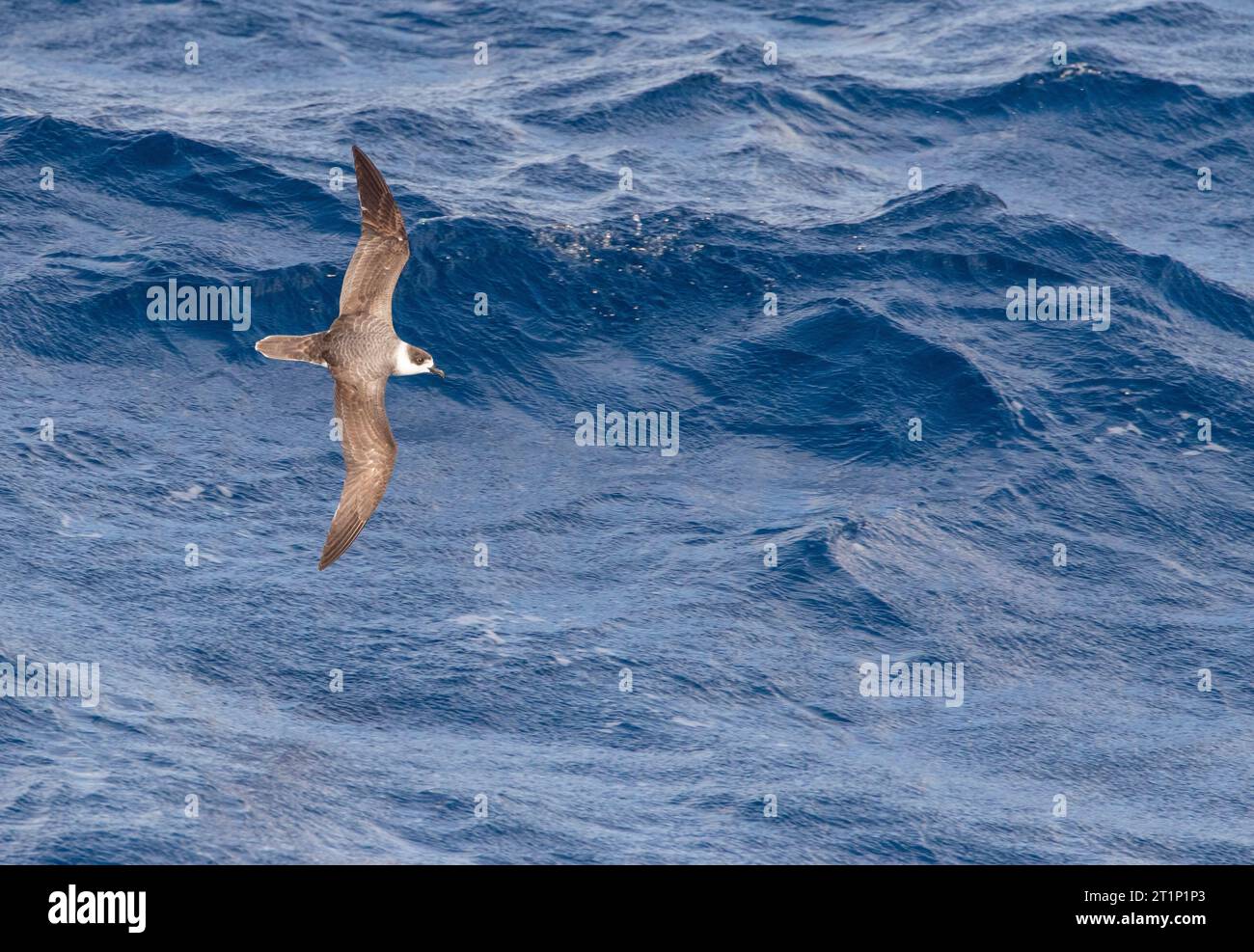 White-necked Petrel (Pterodroma cervicalis) flying over the pacific ocean north of New Zealand ...
