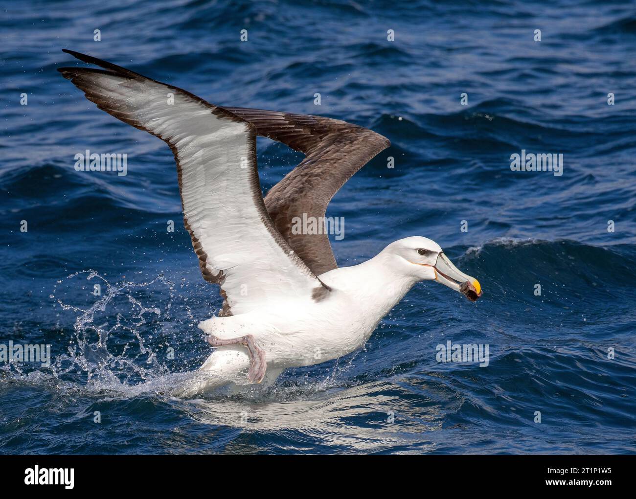 Adult White-capped Albatross (Thalassarche steadi) taking off from the ...