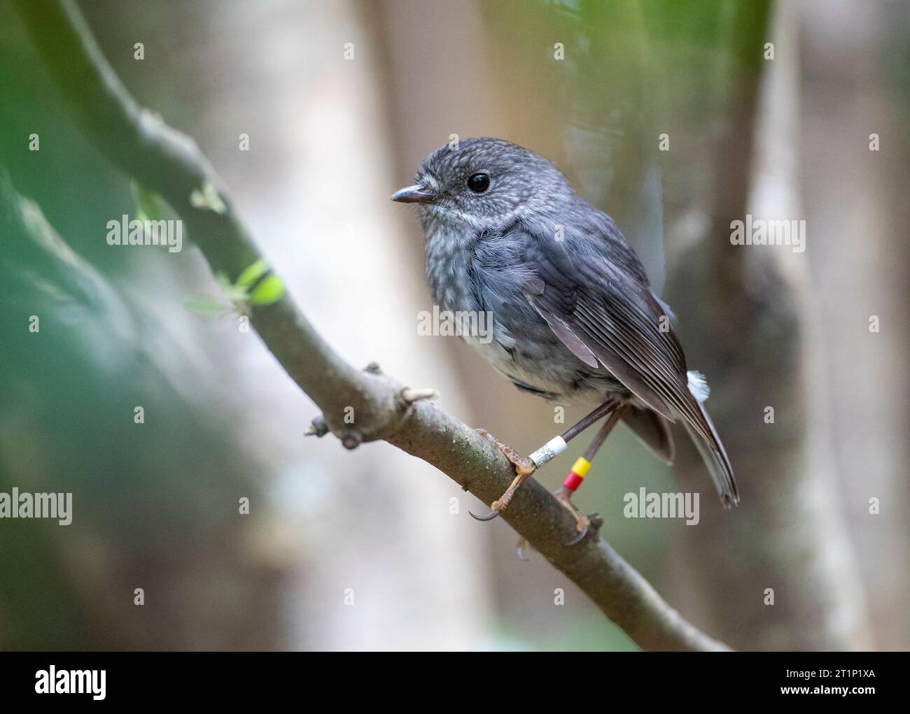 North Island Robin (Petroica longipes), an endemic species of New ...
