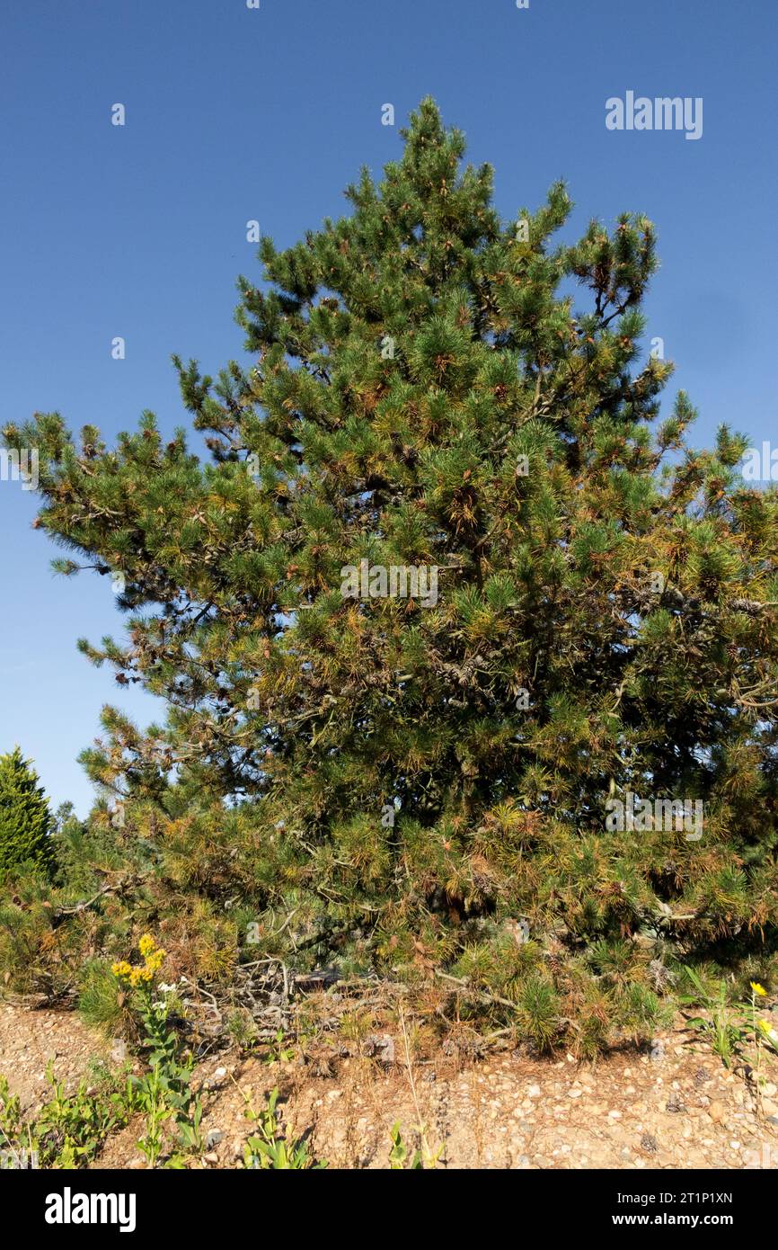 Lodgepole Pine, Tree, Pinus contorta Stock Photo - Alamy