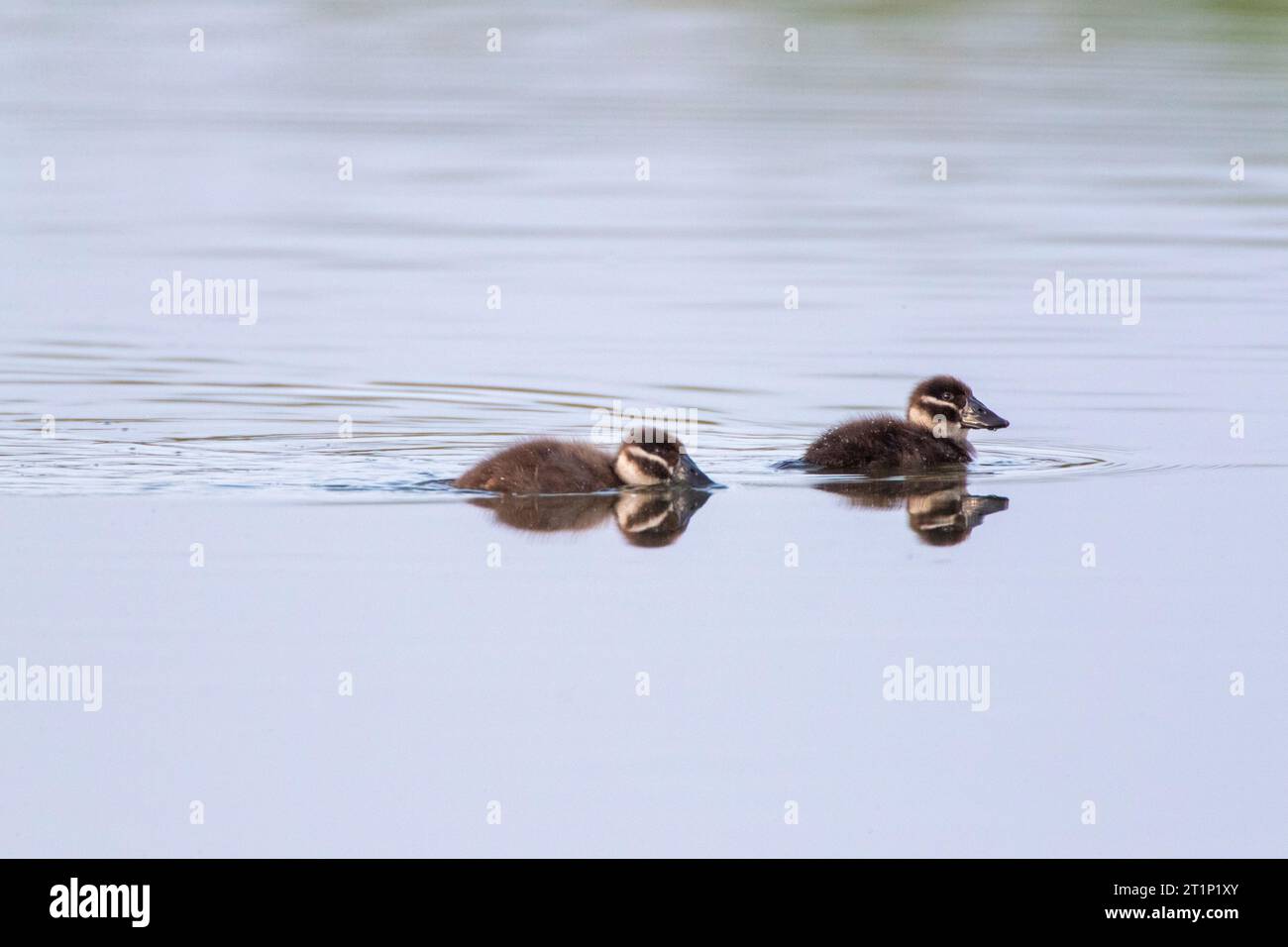 White-headed Duck (Oxyura leucocephala) in Laguna de Navaseca, Daimiel ...