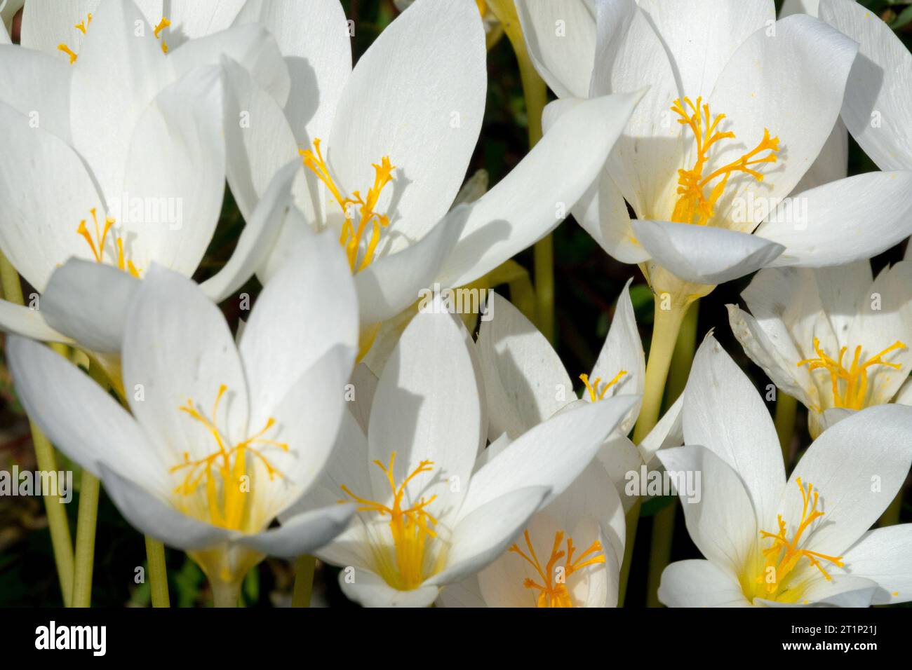 White Autumn Crocus