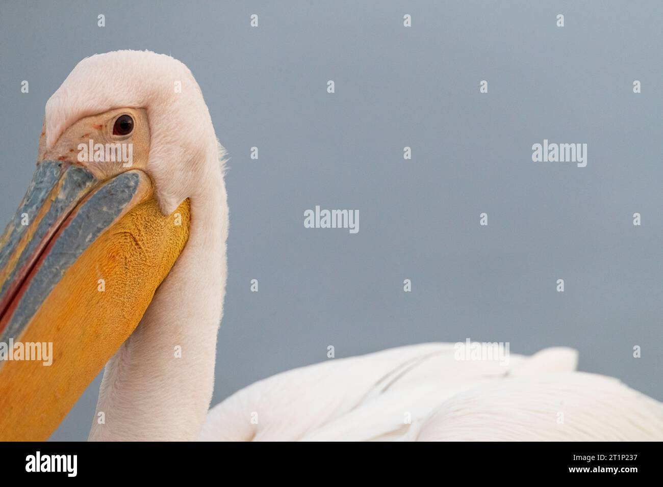 Wintering Great White Pelican (Pelecanus onocrotalus) during late ...