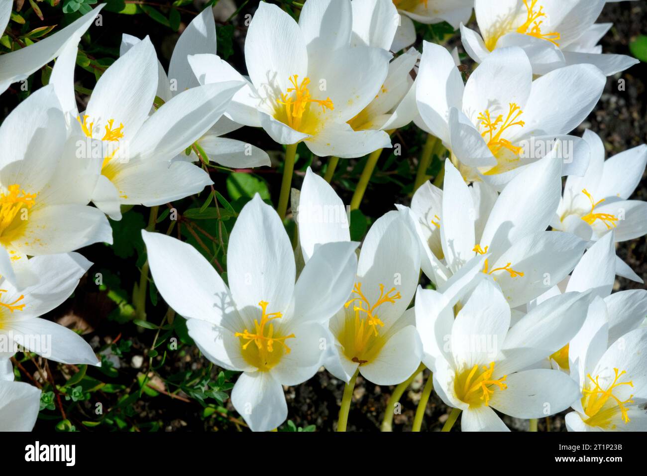 White crocus on meadow hi-res stock photography and images - Alamy