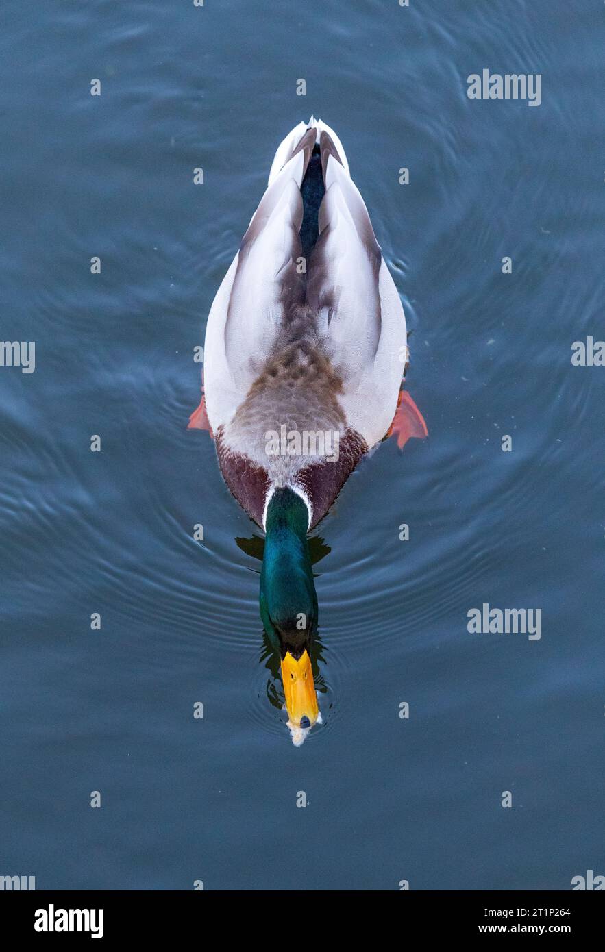 Male Mallard (Anas platyrhynchos) in Almere, Netherlands. Eating bread ...